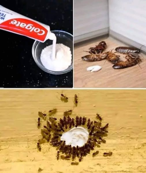HOW TO REMOVE ANTS AND COCKROACHES – STORY MAGAZINE